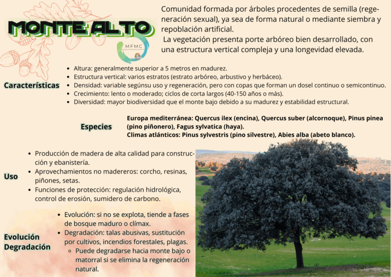 Monte Alto – Historias, Geografías y Artes